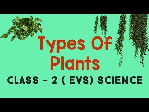 Types of Plants ( Grade - II ) CBSE | Quizalize